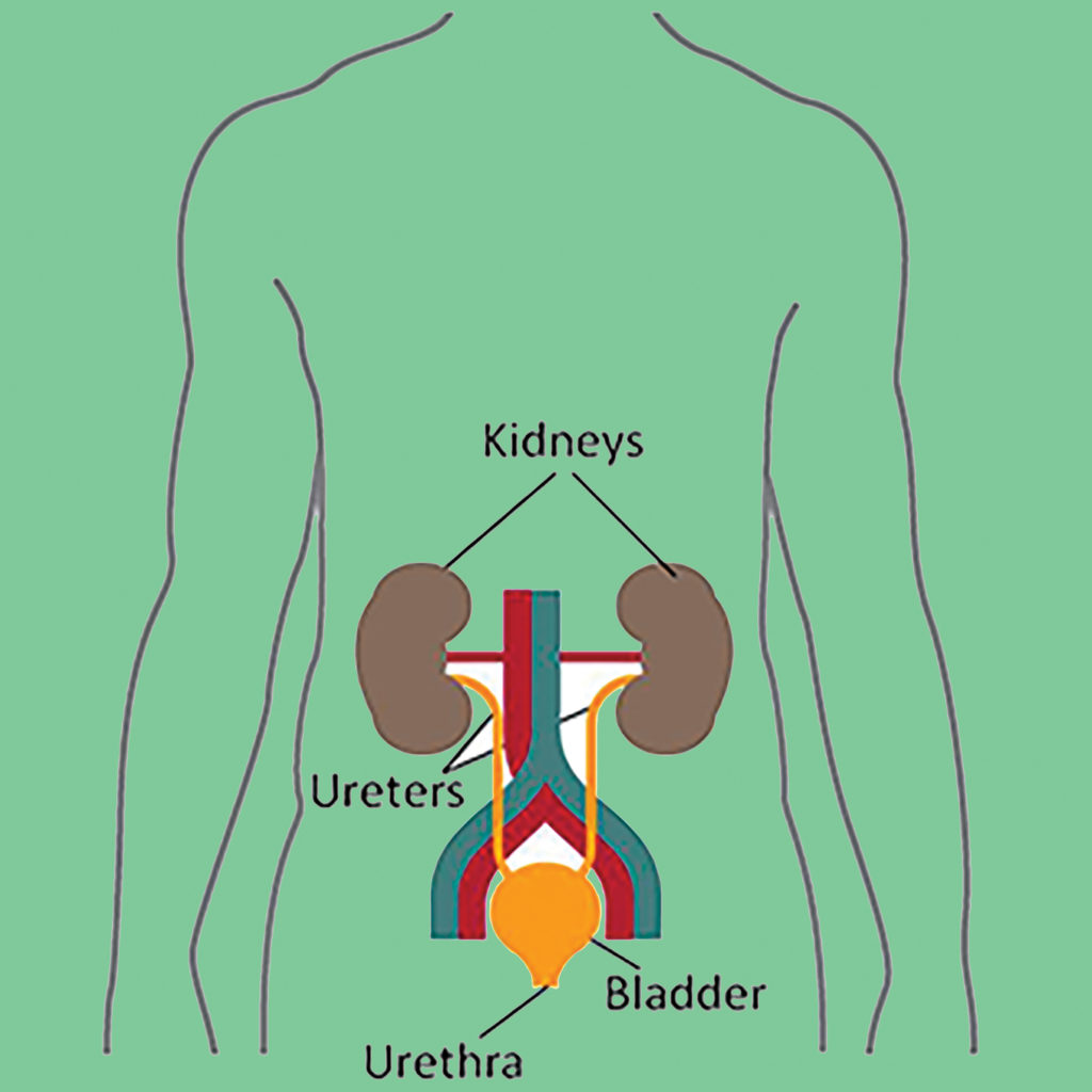 Be kind to your kidneys - The Patriot