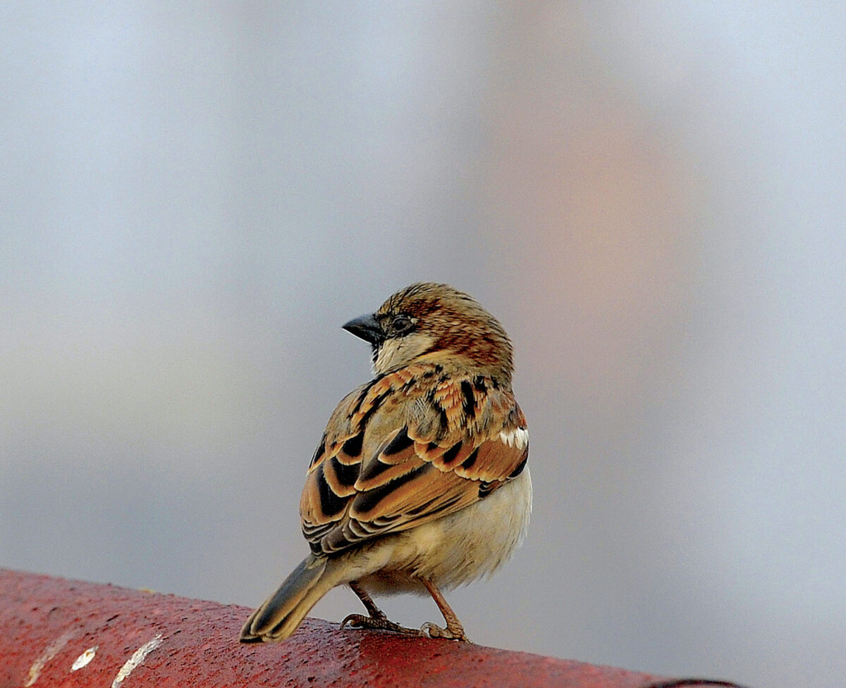 Celebrating the Sparrow - The Patriot