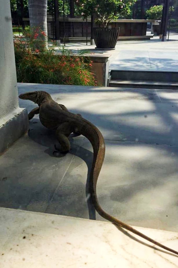 No monitoring the Monitor - The Patriot