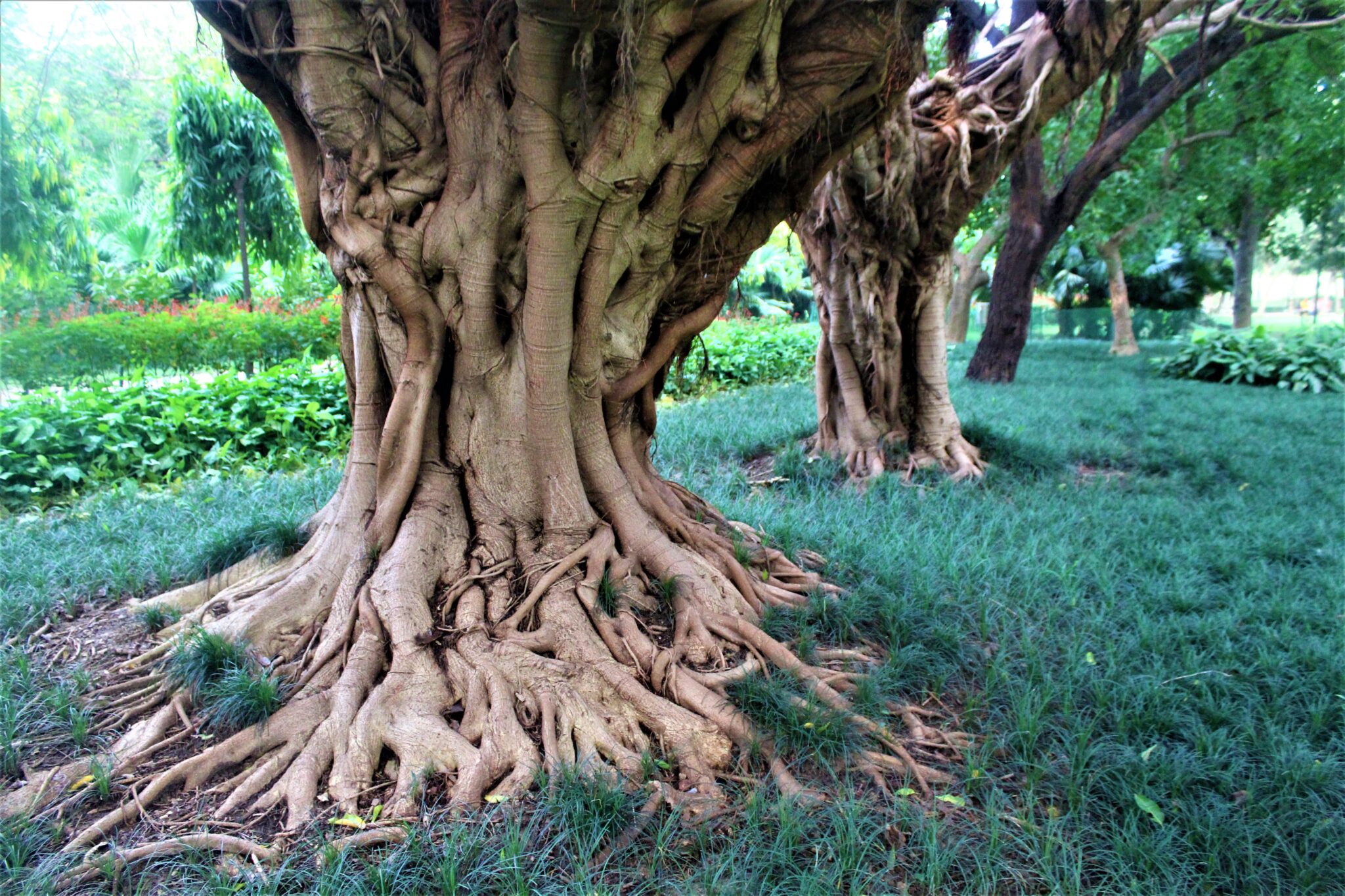 Silent spectators of the city - The Patriot