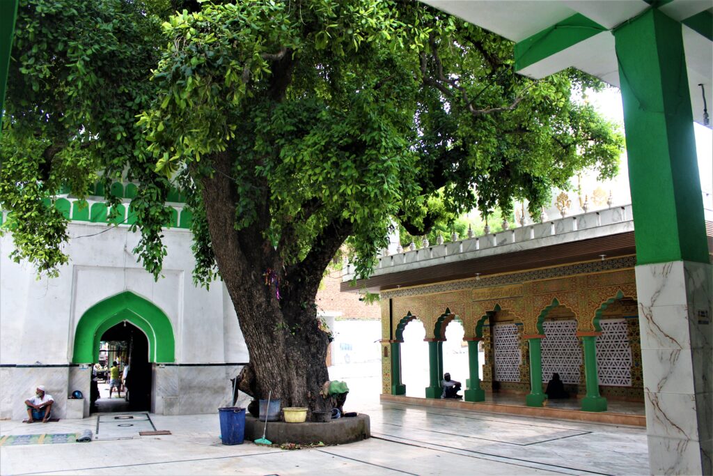 Silent spectators of the city - The Patriot