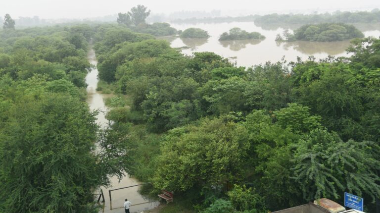 Triumph of Yamuna Biodiversity Park over floods - The Patriot