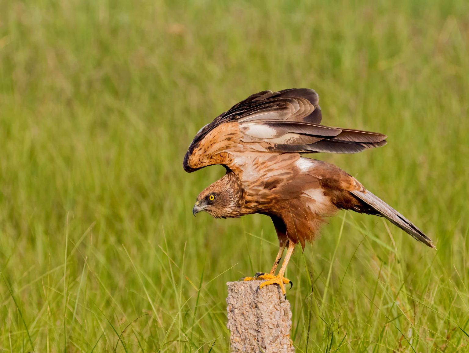 Migratory birds land in Delhi’s polluted winter - The Patriot
