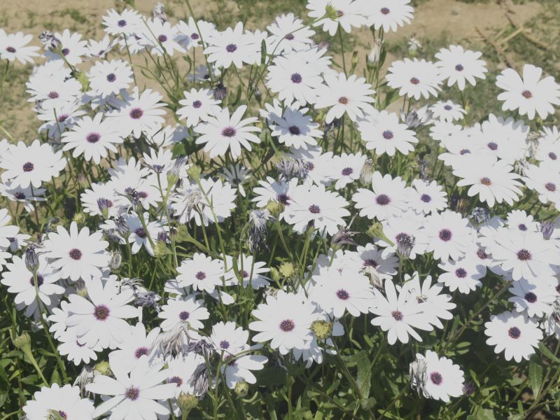 New Delhi's Central Park blossoms with two-day flower festival - The ...