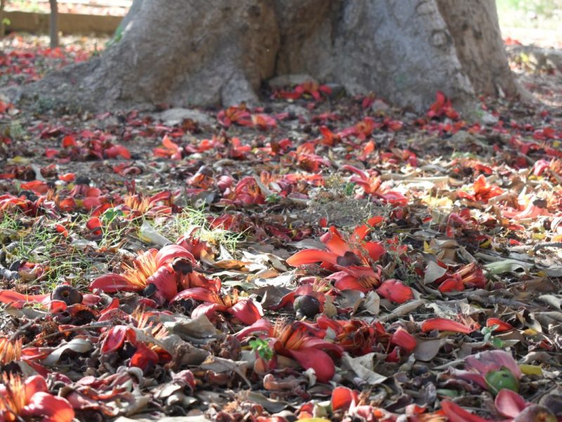 Scarlet semal turns Delhi's spring picture perfect - The Patriot